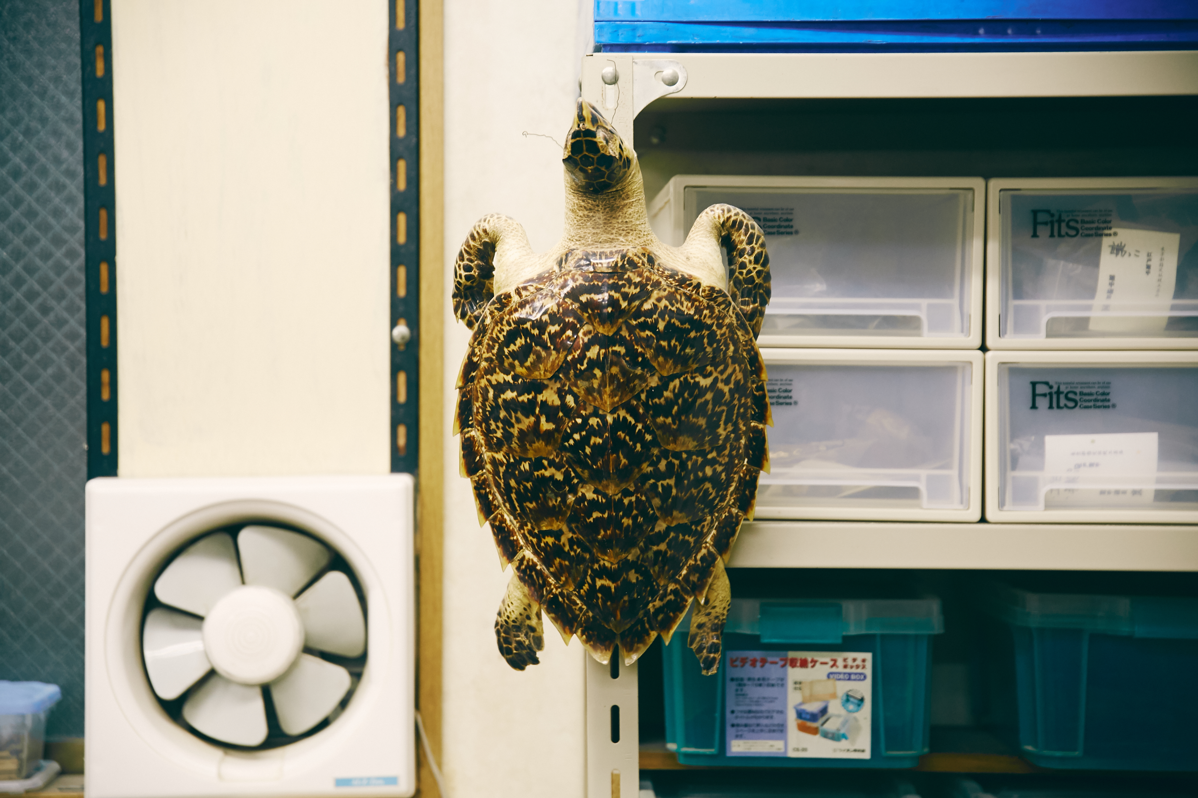 Bekko-Isogai | Koto Brand